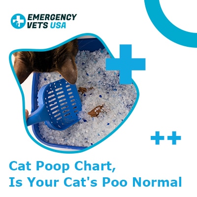 Cat Poop Chart - Is Your Cat's Poop Normal? Runny or Hard?