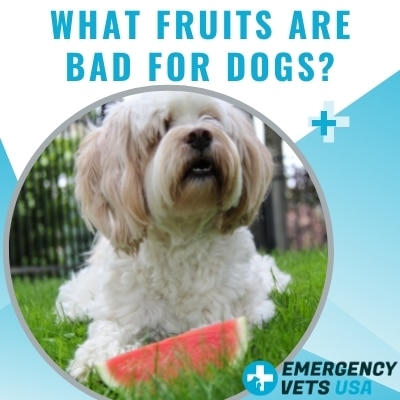 What Fruits Are Bad For Dogs | Top 6 Fruits Your Dog Must Avoid
