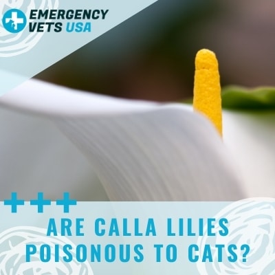 Are Calla Lilies Poisonous To Dogs