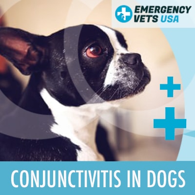Conjunctivitis In Dogs | Symptoms And Treatment Options For Pink Eye