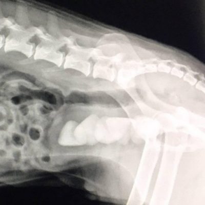 Bladder Stones In Dogs | Signs, Treatment Options, Costs & Real Pictures