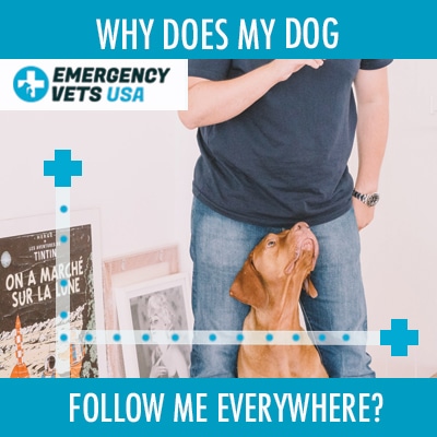 Why Does My Dog Follow Me Everywhere? Find The Top Reasons Why
