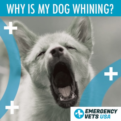 Why Is My Dog Whining? 6 Possible Reason & Solutions