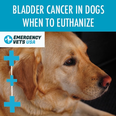 Bladder Cancer In Dogs, When To Euthanize & Say Goodbye